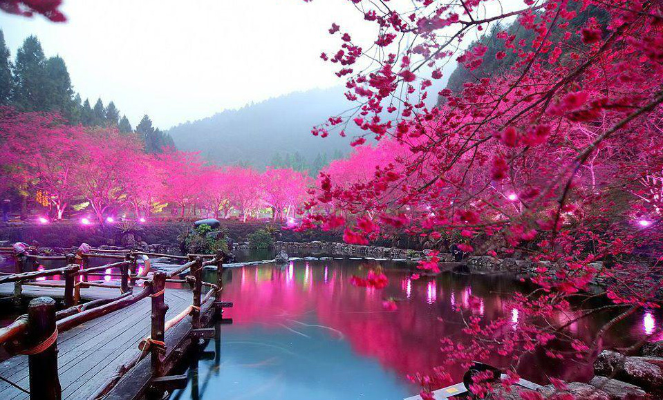 Los 12 árboles más bonitos del mundo — idealista/news