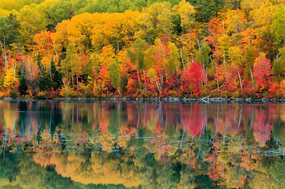 Los 13 bosques más bonitos del mundo (y hay dos españoles) — idealista/news