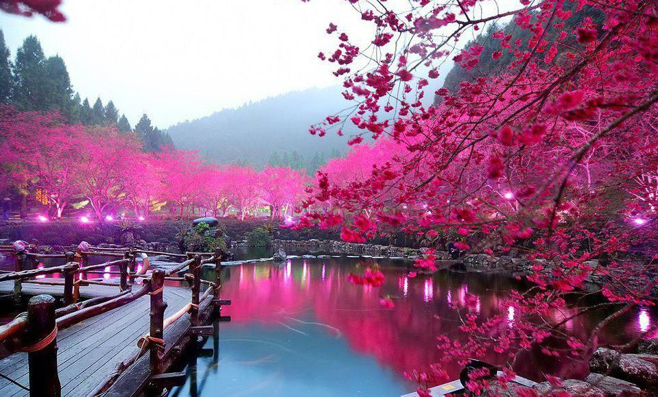 Los 12 árboles más bonitos del mundo — idealista/news