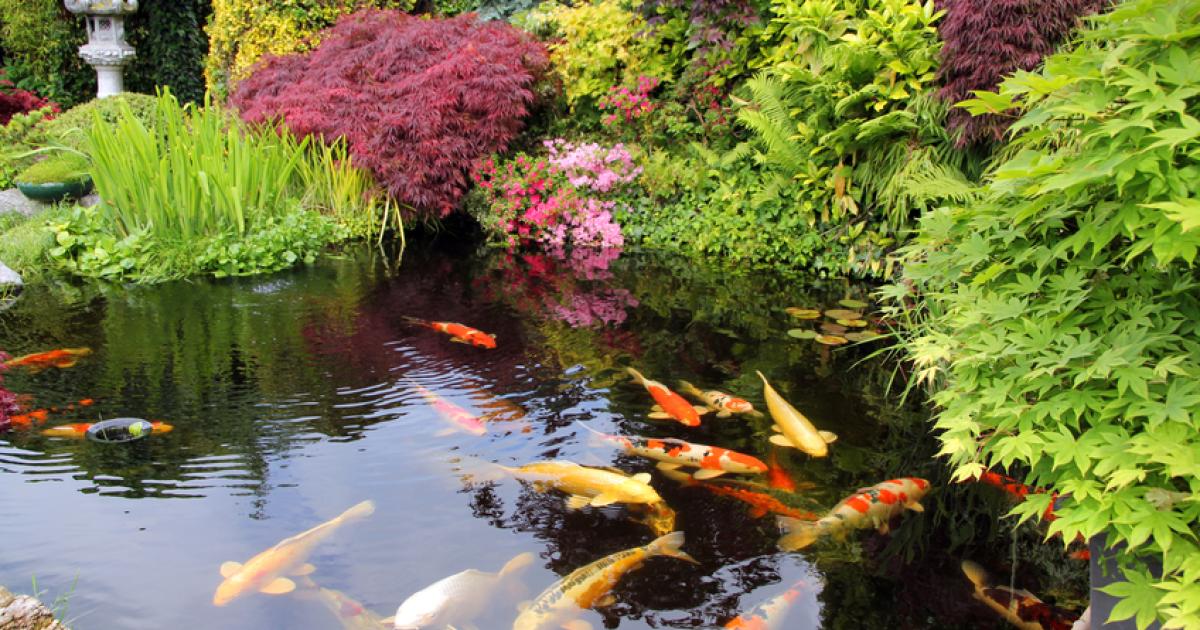 Pasos Para Construir Un Estanque De Koi Los Estanques De Nuestro