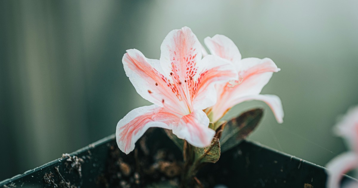 Azalea: cuidados, floración y significado — idealista/news